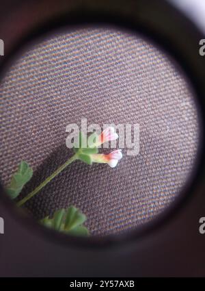Bird's-foot (Ornithopus perpusillus) Plantae Stock Photo - Alamy
