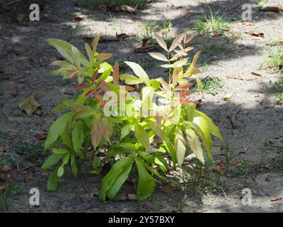 Chittagong Wood (Chukrasia tabularis) Plantae Stock Photo - Alamy
