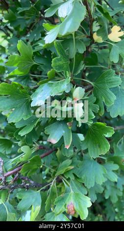 golden currant (Ribes aureum) Plantae Stock Photo - Alamy