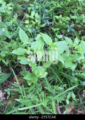Gallant Soldier (Galinsoga parviflora) Plantae Stock Photo - Alamy