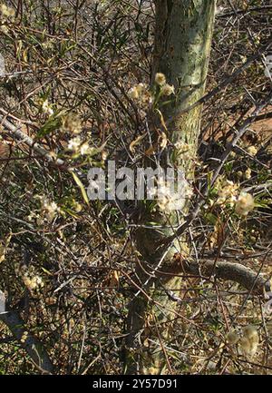 Sticky Psiadia (Psiadia punctulata) Plantae Stock Photo - Alamy