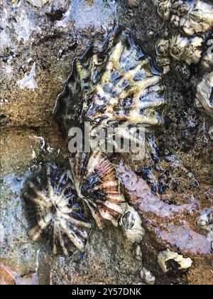 True Limpets (Patellogastropoda) Mollusca Stock Photo - Alamy