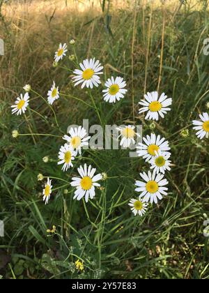 scentless mayweed (Tripleurospermum inodorum), Plantae, Essex, England ...
