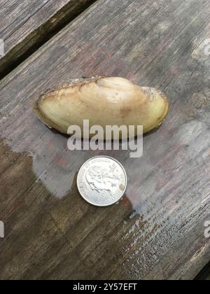 Yellow Sandshell (Lampsilis teres) Mollusca Stock Photo - Alamy