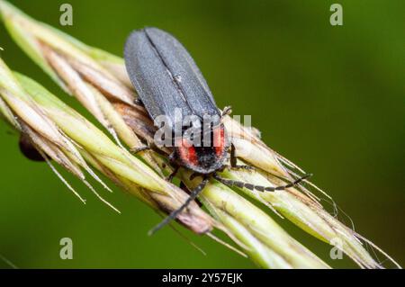 Dark Firefly (Pyropyga nigricans) Insecta Stock Photo - Alamy