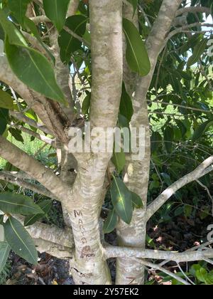 Java plum (Syzygium cumini) Plantae Stock Photo - Alamy
