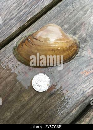 Giant Floater (Pyganodon grandis) Mollusca Stock Photo - Alamy