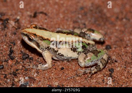 Boettger's dainty frog (Cacosternum boettgeri) Amphibia Stock Photo - Alamy
