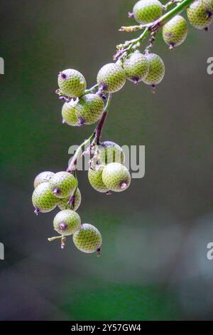 Rattan fruit (Manau, hoe, jernang, buah ular, Littuko) on the tree. The ...