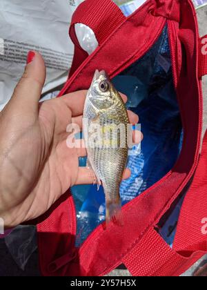 Shiner Surfperch (Cymatogaster aggregata) Actinopterygii Stock Photo ...