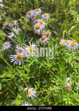 aspen fleabane (Erigeron speciosus) Plantae Stock Photo - Alamy