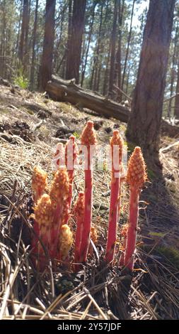 woodland pinedrops (Pterospora andromedea) Plantae Stock Photo - Alamy