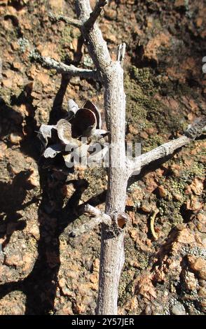 Jacket plum (Pappea capensis) Plantae Stock Photo - Alamy