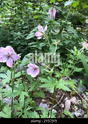 sticky geranium (Geranium viscosissimum) Plantae Stock Photo - Alamy