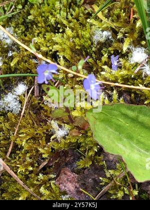 American brooklime (Veronica americana) Plantae Stock Photo - Alamy