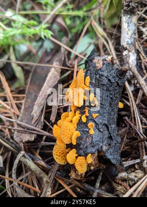 orange pore fungus (Favolaschia claudopus) Fungi Stock Photo - Alamy
