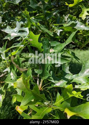 Oak Skeletonizer Moth (Bucculatrix ainsliella) Insecta Stock Photo - Alamy