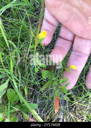Small Sundrops (Oenothera perennis) Plantae Stock Photo - Alamy