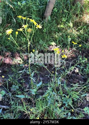 Marsh Ragwort (Jacobaea aquatica) Plantae Stock Photo - Alamy