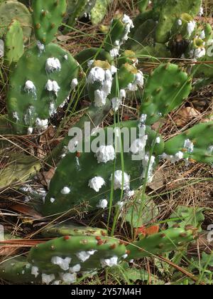 Cochineal Scale Bugs (Dactylopius) Insecta Stock Photo - Alamy