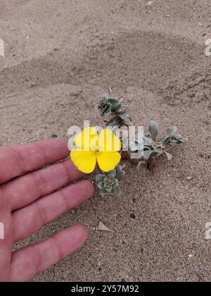 shrubby beach primrose (Camissoniopsis cheiranthifolia suffruticosa ...