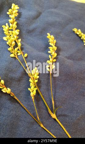 Bog Smartweed (Persicaria setacea) Plantae Stock Photo - Alamy