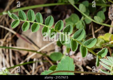 Alpine Milkvetch (Astragalus alpinus) Plantae Stock Photo - Alamy