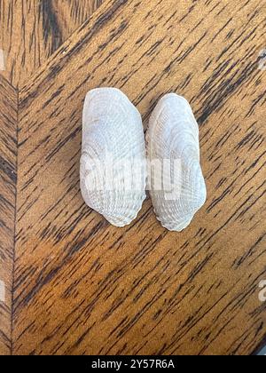 False Angelwing (Petricolaria pholadiformis) Mollusca Stock Photo - Alamy