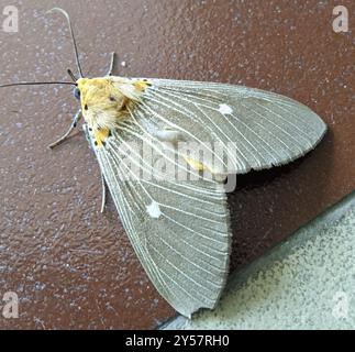 The tropical tiger moth (Asota caricae), is a species of noctuoid moth ...