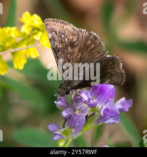 Persius Duskywing (Erynnis persius) Insecta Stock Photo - Alamy