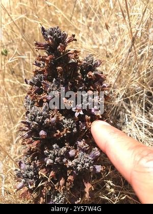 Chaparral Broomrape (Aphyllon tuberosum) Plantae Stock Photo - Alamy