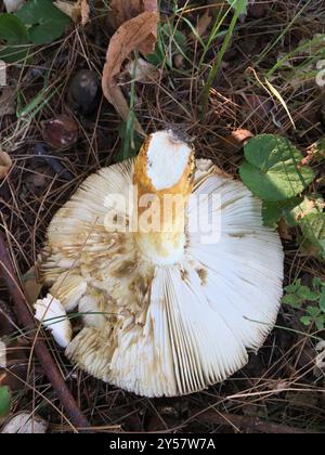 Orange Bile Mushroom (Russula mutabilis) Fungi Stock Photo - Alamy