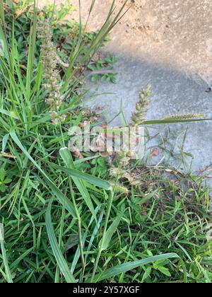 Southern Sandbur (Cenchrus echinatus) Plantae Stock Photo - Alamy