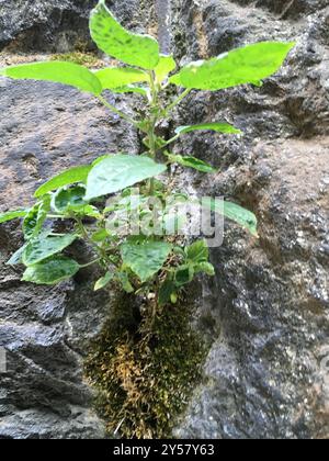 Asian Copperleaf (Acalypha australis) Plantae Stock Photo - Alamy