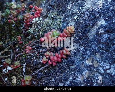 Pacific stonecrop (Sedum divergens) Plantae Stock Photo - Alamy