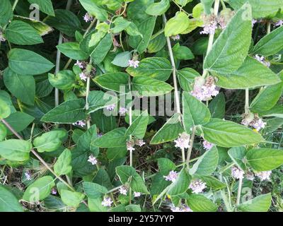 Bushy Lippia (Lippia alba) Plantae Stock Photo - Alamy