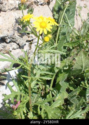 Oxford Ragwort (Senecio squalidus) Plantae Stock Photo - Alamy