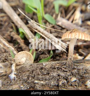 Sulcate Sunhead (Heliocybe sulcata) Fungi Stock Photo - Alamy