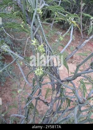 Caustic Vine (Cynanchum viminale) Plantae Stock Photo - Alamy