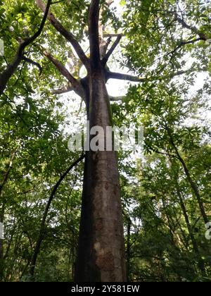 Brazilian fern tree (Schizolobium parahyba) Plantae Stock Photo - Alamy