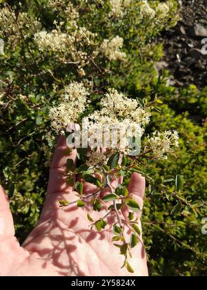 mountain whitethorn (Ceanothus cordulatus) Plantae Stock Photo - Alamy