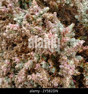 California orache (Extriplex californica), Plantae, Crystal Cove State ...
