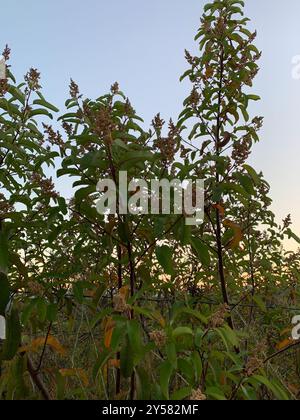 laurel sumac (Malosma laurina) Plantae Stock Photo - Alamy