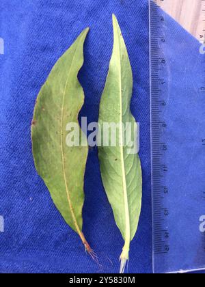 Bog Smartweed (Persicaria setacea) Plantae Stock Photo - Alamy