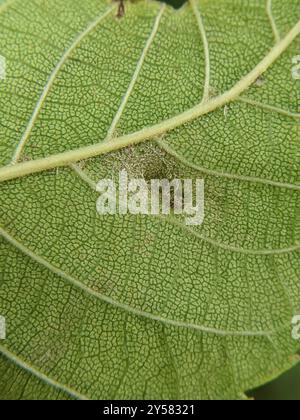 California Black Walnut Pouch Gall Mite (Aceria brachytarsa Stock Photo ...