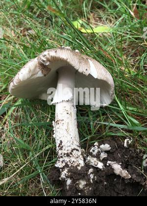 Hated Caesar (Amanita spreta) Fungi Stock Photo - Alamy