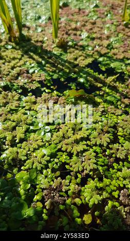 Red Azolla (Azolla rubra) Plantae Stock Photo - Alamy