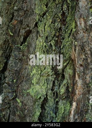 Gold Dust Lichens (Chrysothrix) Fungi Stock Photo - Alamy
