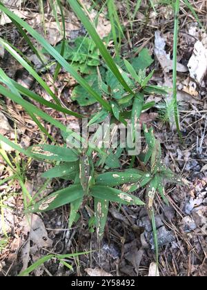 variable witchgrass (Dichanthelium commutatum) Plantae Stock Photo - Alamy