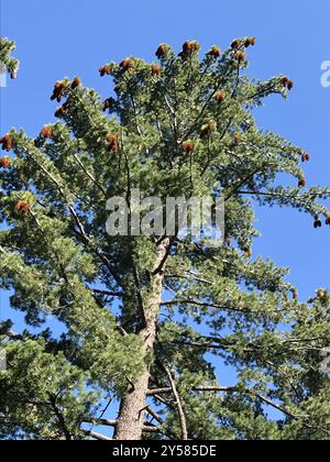sugar pine (Pinus lambertiana) Plantae Stock Photo - Alamy